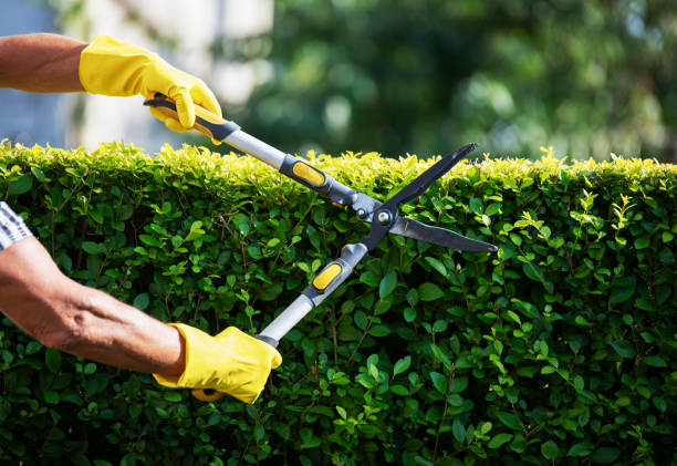 Grant's Lawn Care | Professional Lawn Services in Etowah County, AL